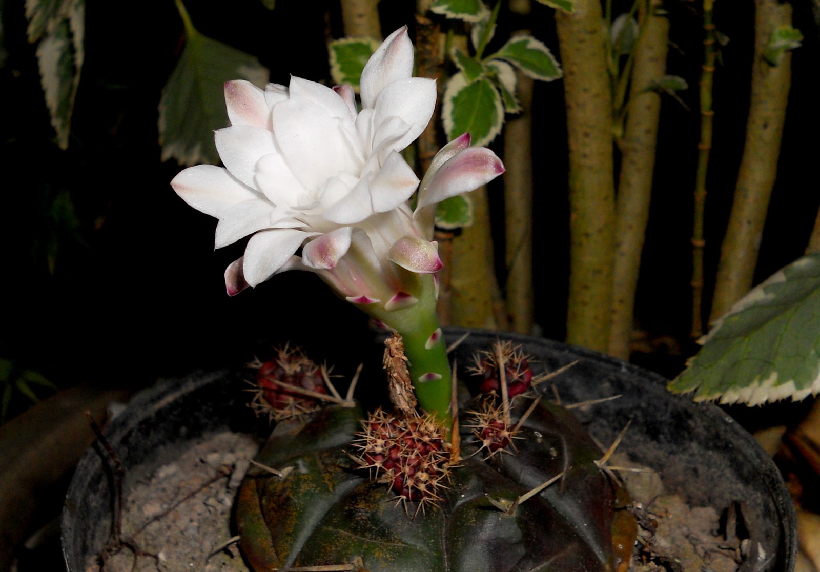 Kecantikan & Keunikan Bunga Desa - Relaks Minda