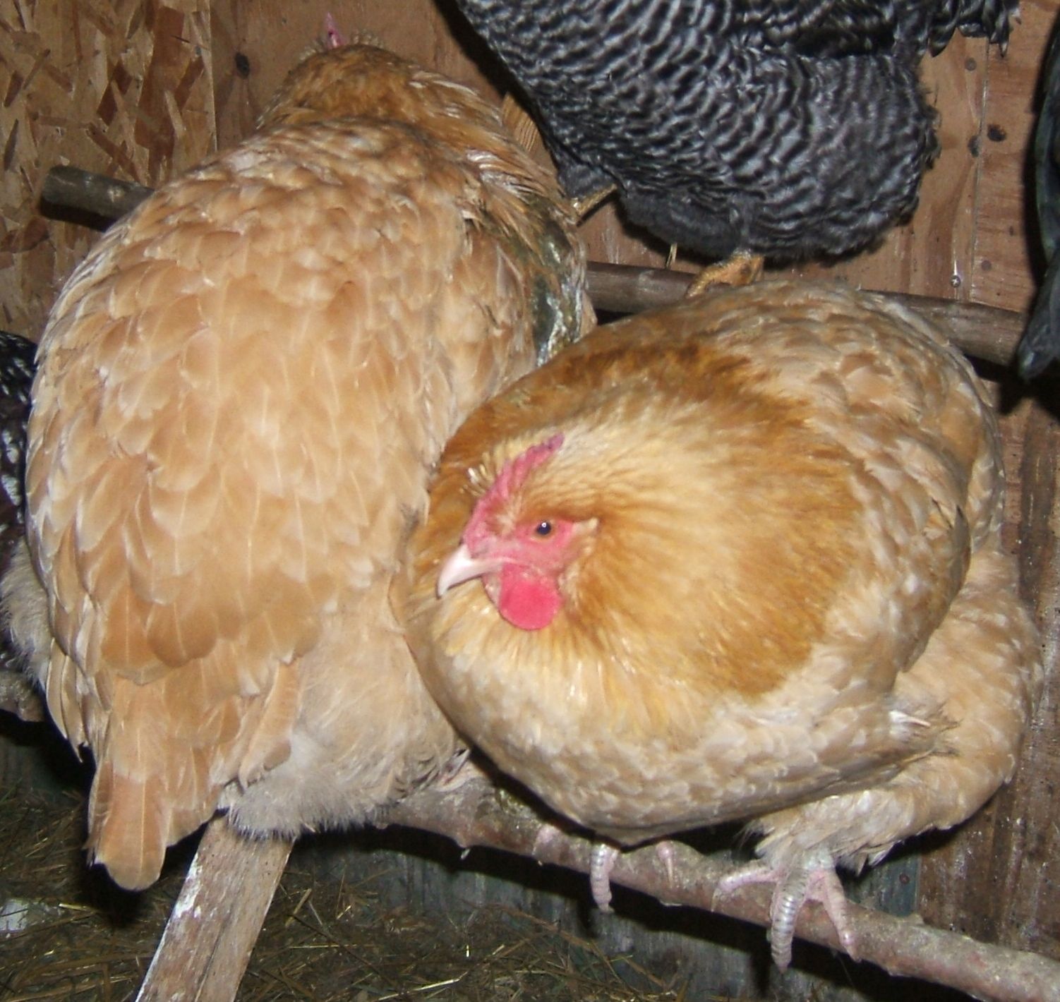 Mother Nature's Insulation | Community Chickens