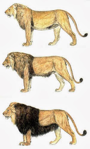duelo animal: León de Atlas