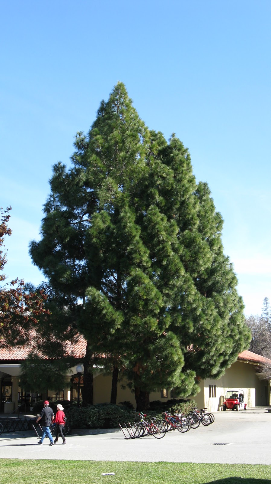 Trees of Santa Cruz County: Pinus canariensis - Canary Island Pine