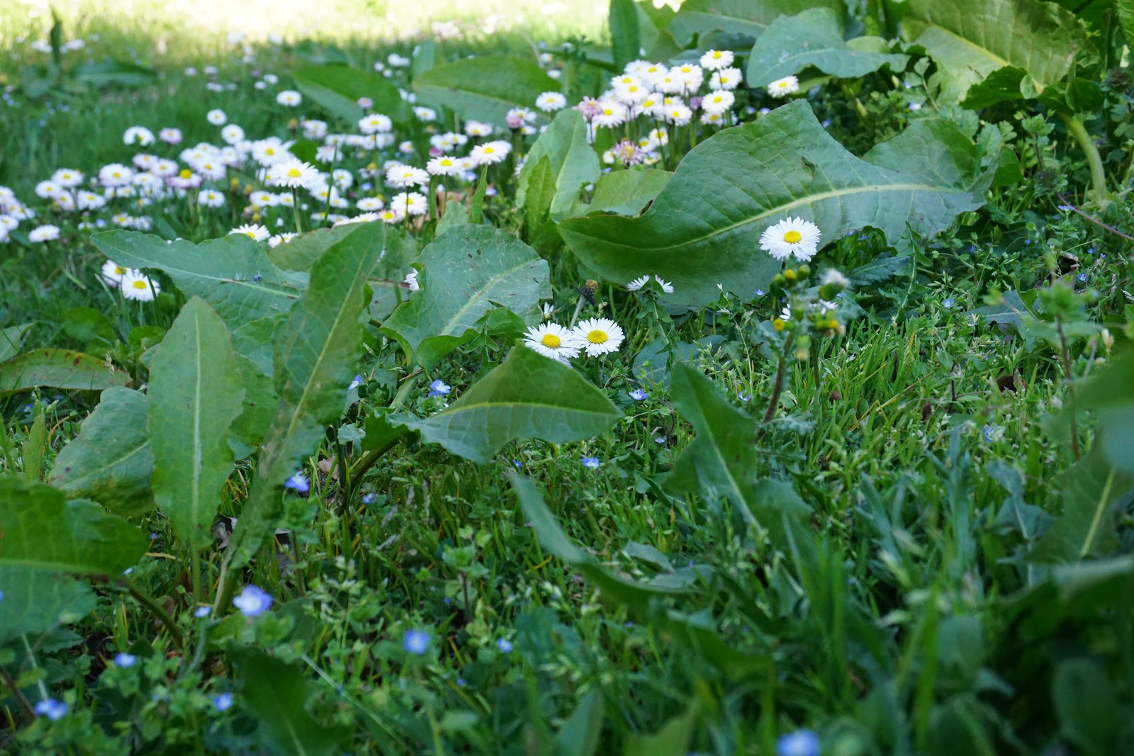 Plantas de Huerta Otea, Salamanca: Acedera común, vinagrera (Rumex acetosa)