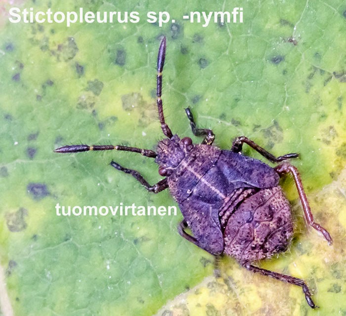 tuomovirtanen: Suomen luteet-Heteroptera-Bugs of Finland