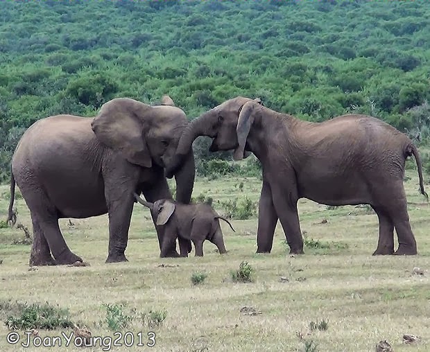 South African Photographs: Elephant family reunion