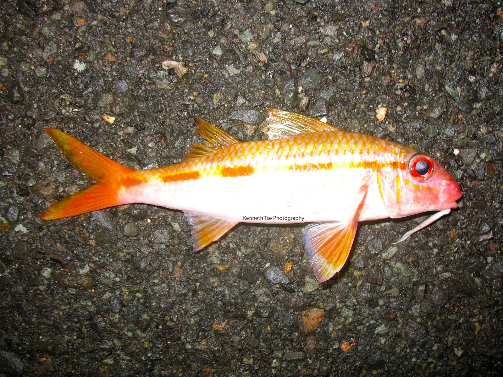 MuskieBait Adventures: 2016 Hawaii - Oahu (Day 13)