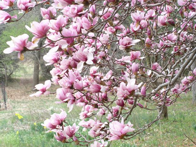 Pollinators: Magnolias and Beetle Pollination
