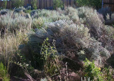 Nature Abhors a Garden: Gray Shrubs