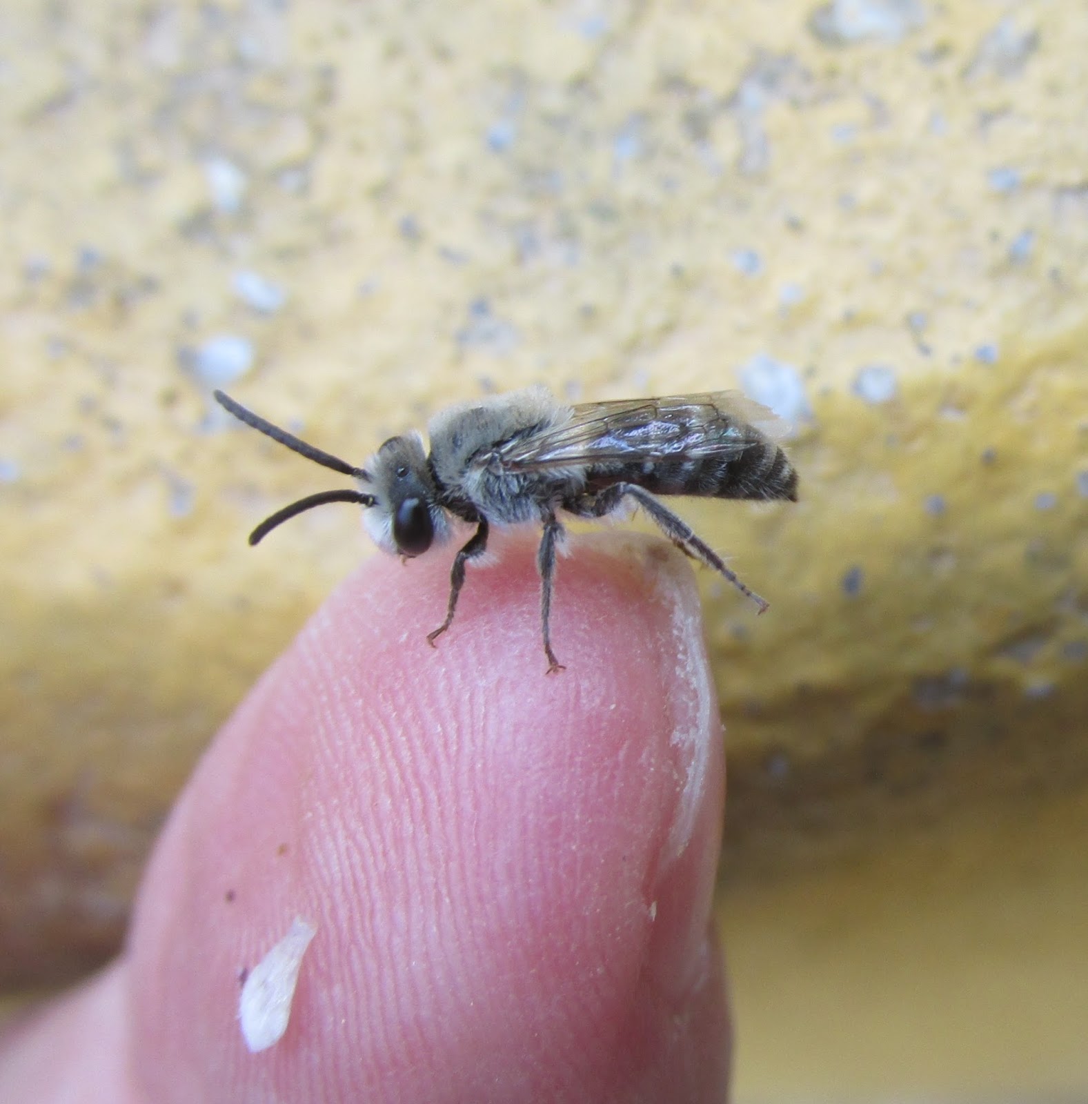 Insectos y flores de Coín: ABEJAS Y AVISPAS DE COIN