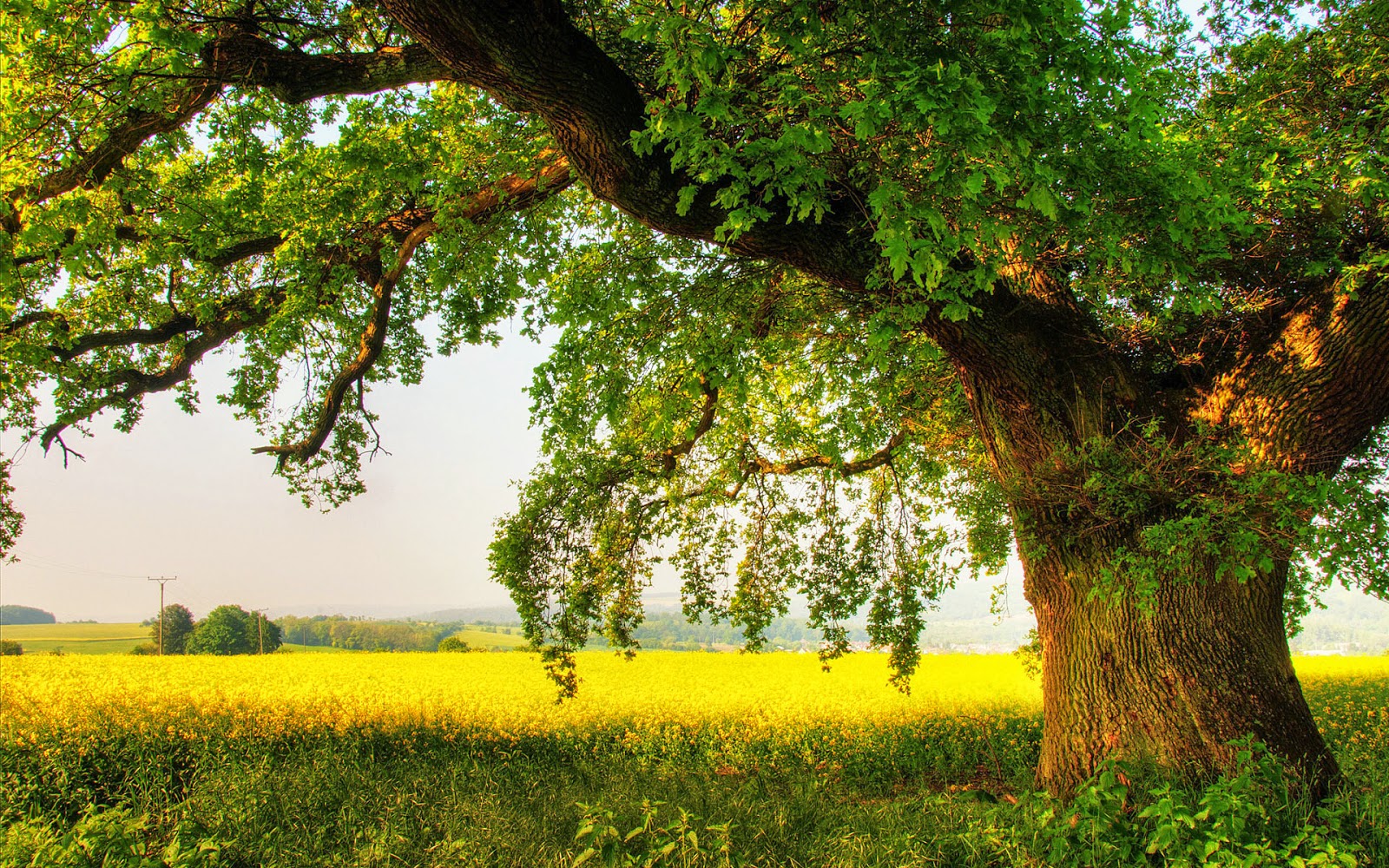 Brujería del Cerco: El Roble