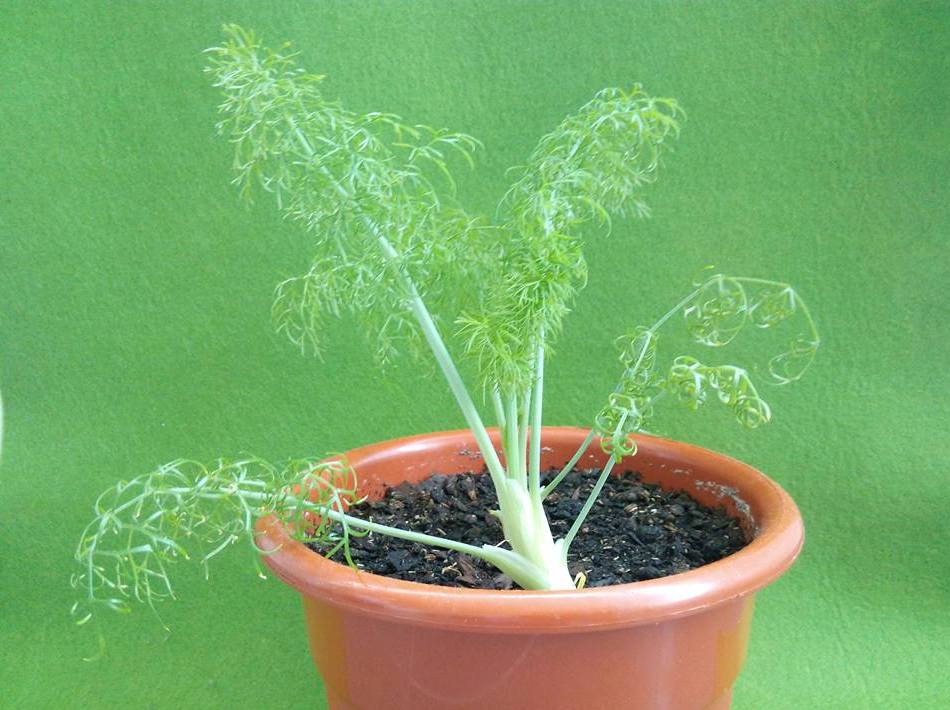 VIDA FELIZ: na Horta: Como Cultivar FUNCHO ou Erva Doce