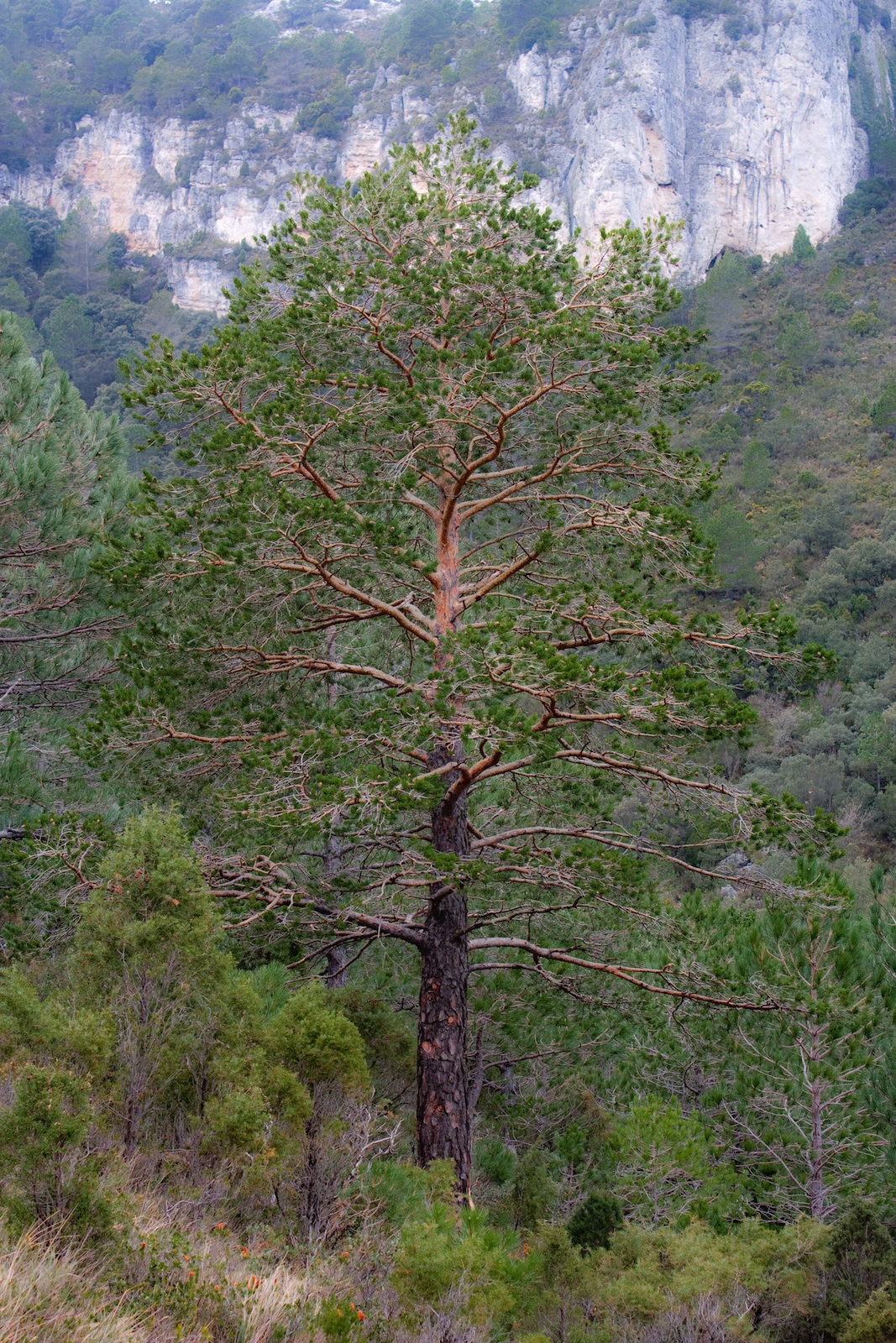 Natura i Medi Ambient: El pi roig (Pinus sylvestris)