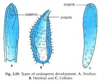 Embryo and endosperm development