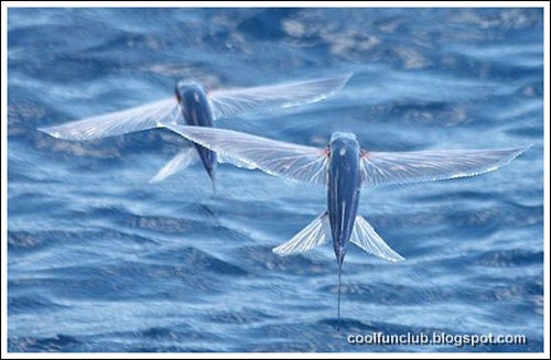 CoolFunClub: Flying Fish