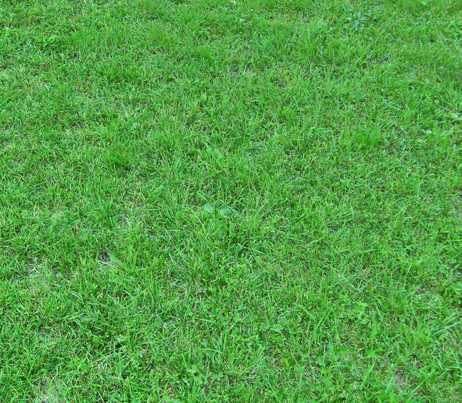 WinskyserinArchSketch: Free grass texture
