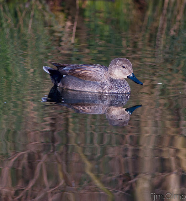 HEGAZTIKLIK: ANADE FRISO (Anas strepera)