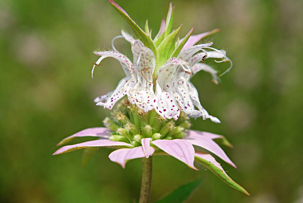 Space Coast Wildflowers: Scrub Ridge Trail, August 28, 2011