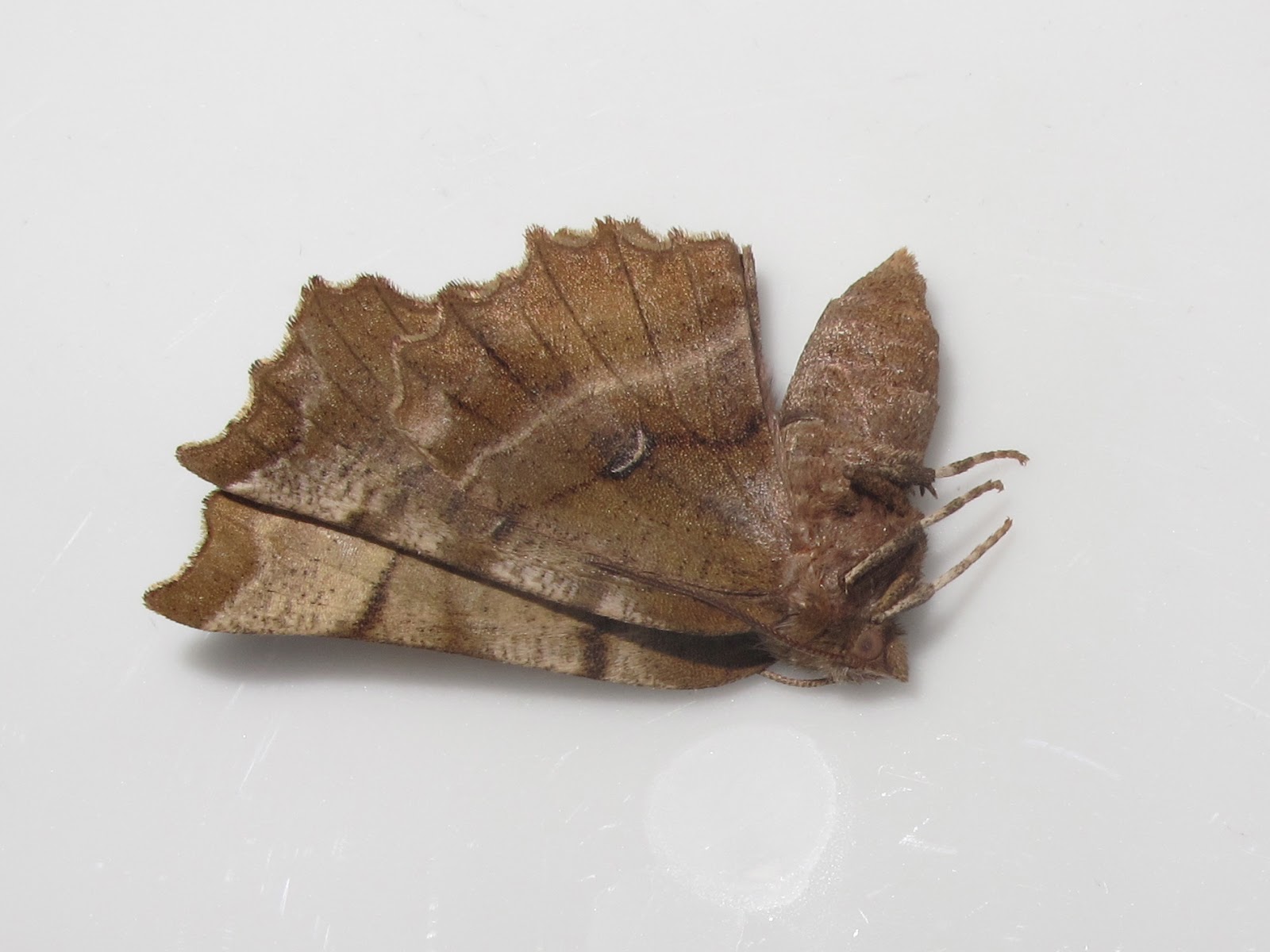 BugBlog: Early Thorn moth