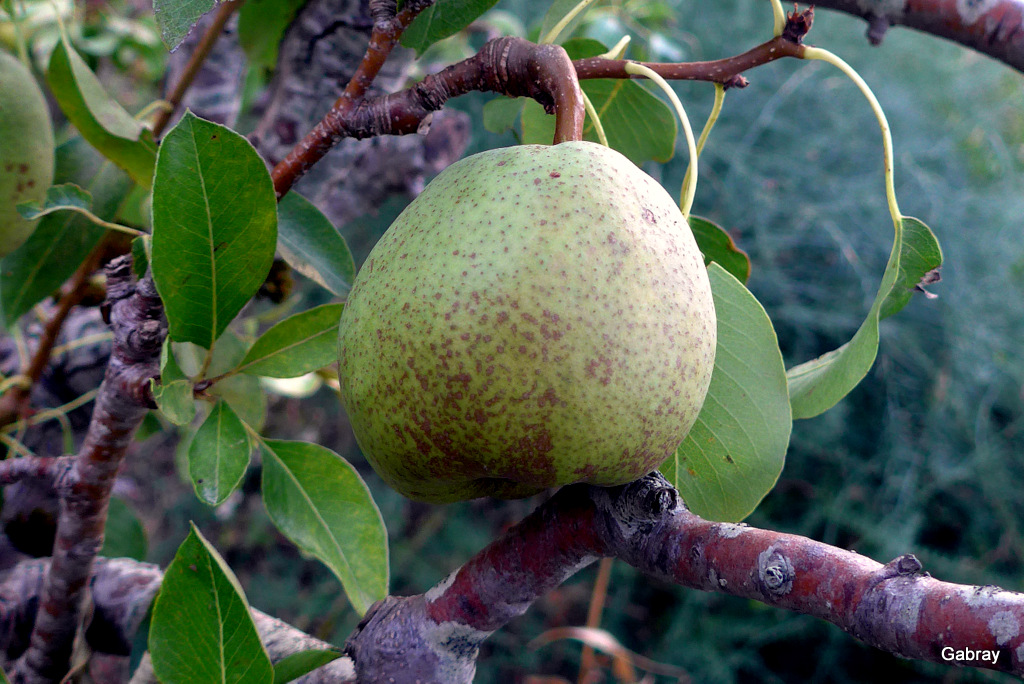 EN-TOLOSAN: Les fruits verts de mon jardin