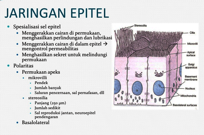 41+ Struktur Dan Fungsi Jaringan Hewan Biologi Kelas 11