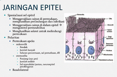 Jaringan Epitel Pada Struktur Dan Fungsi Jaringan Hewan - Biologisites