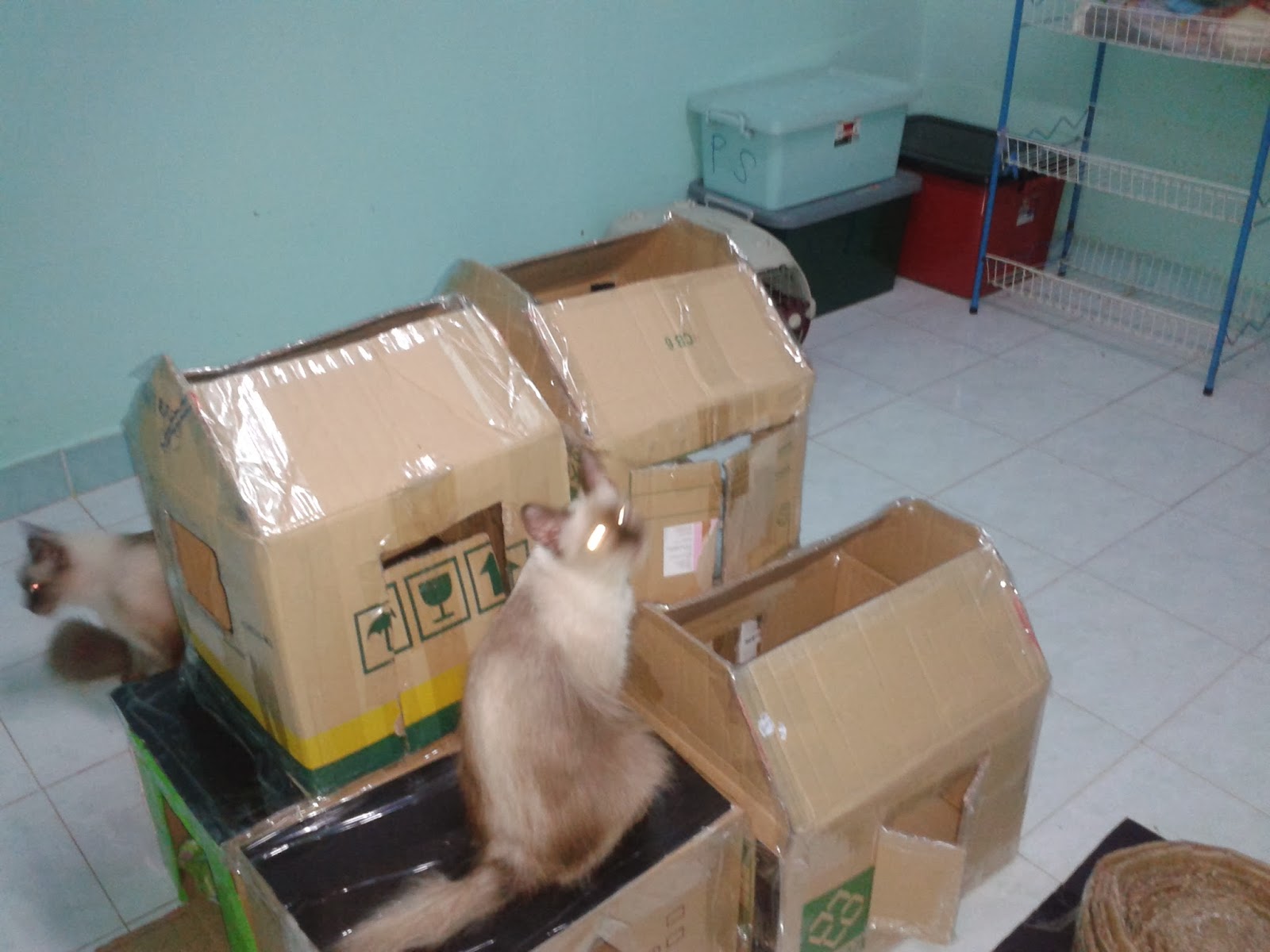 "DUNIA KUCING": RUMAH MAINAN KUCING by Kotak