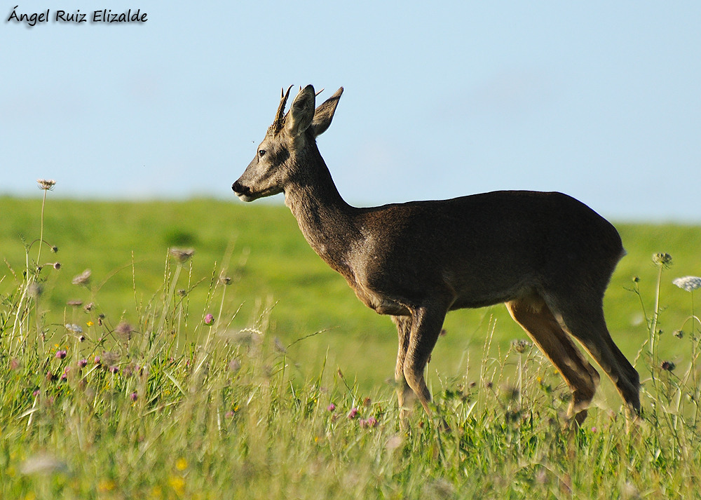Aves de la Ría de Ajo: Corzo curioso...