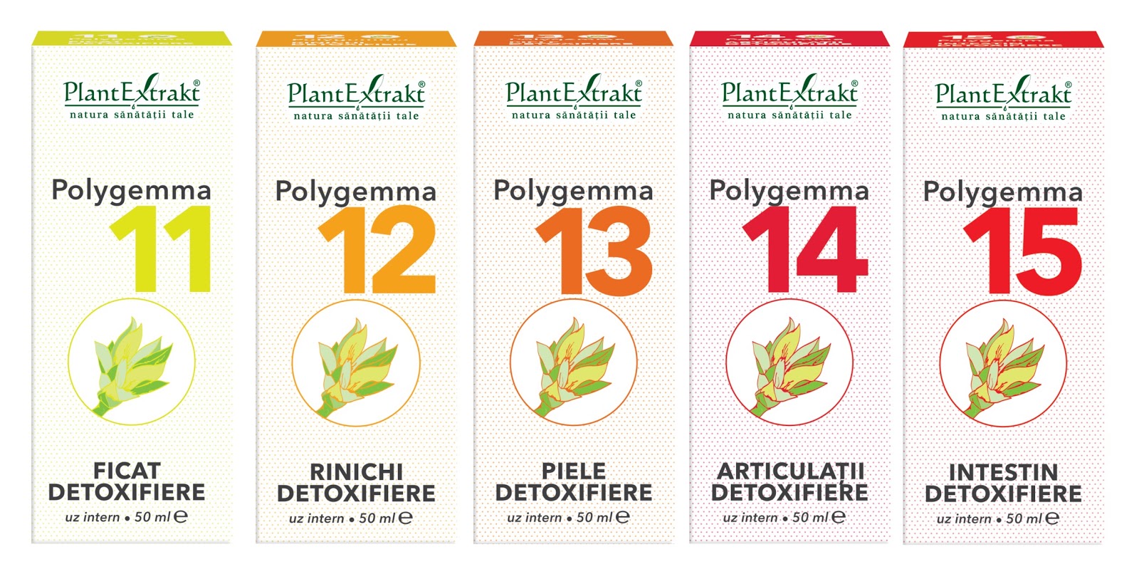 Polygemma de la PlantExtrakt - Beauty Story