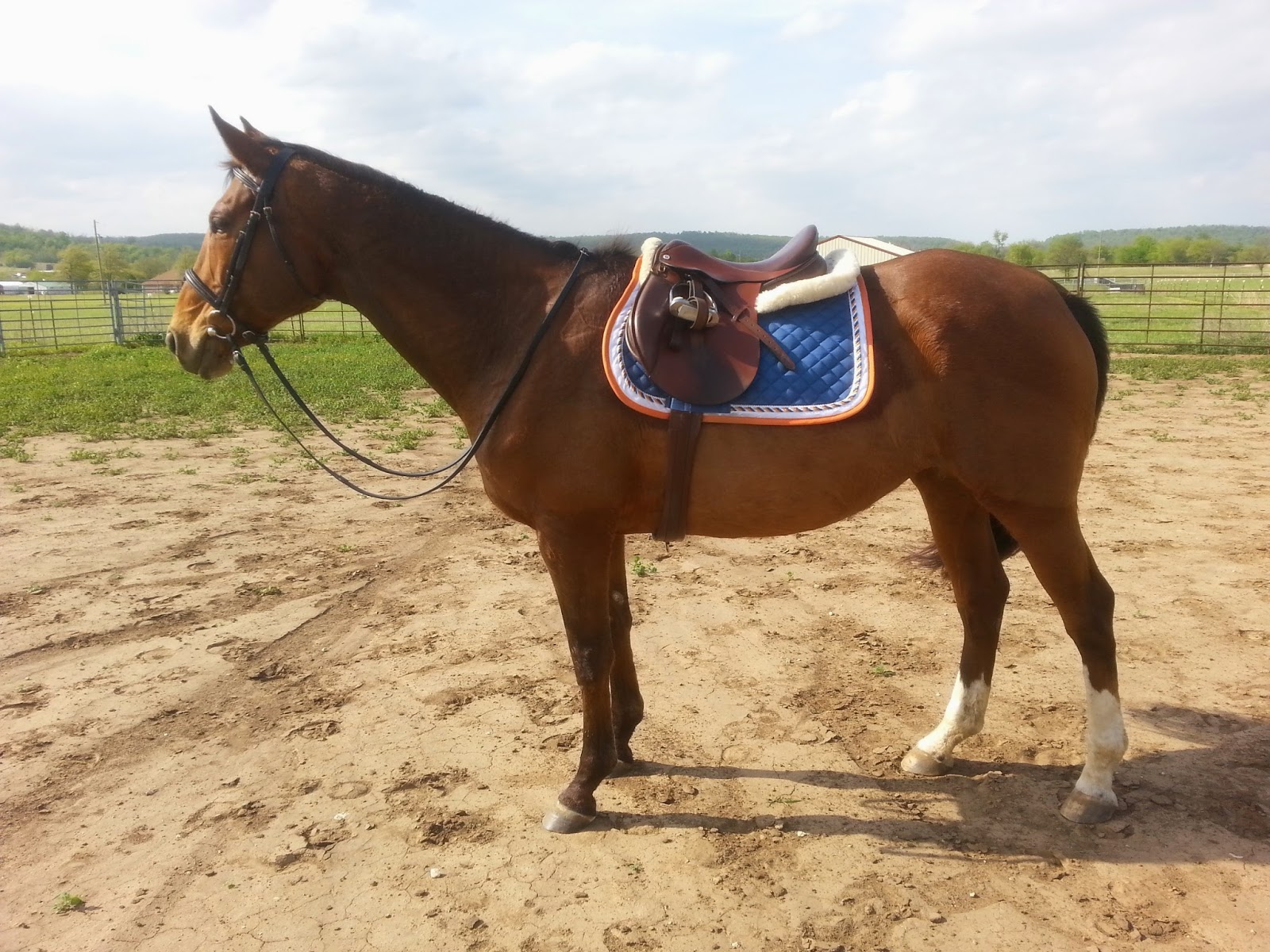 Hand Gallop: Test Ride: Barnsby Omega All Purpose