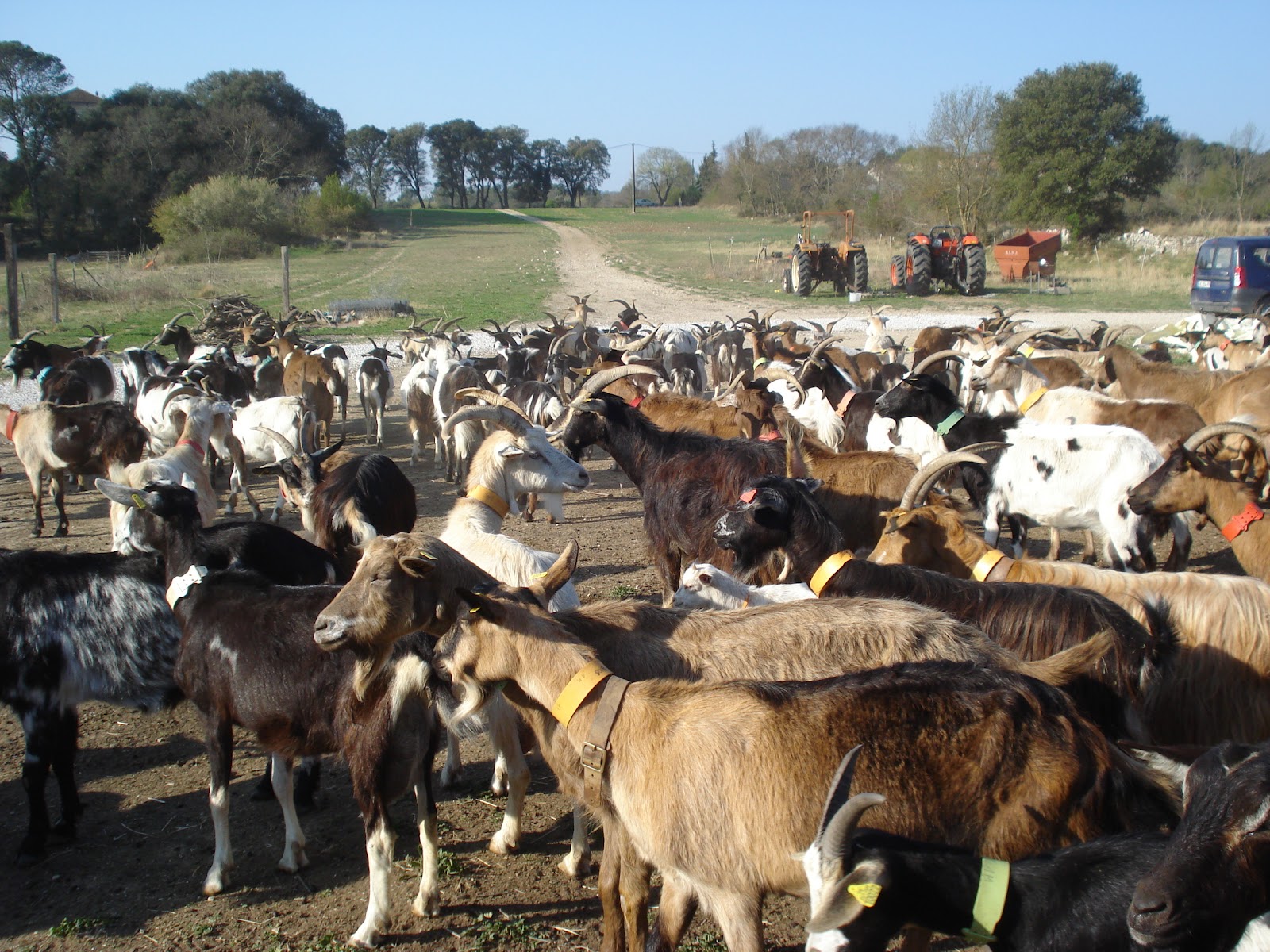 1L On The Flore: Dans la peau d'une chèvre