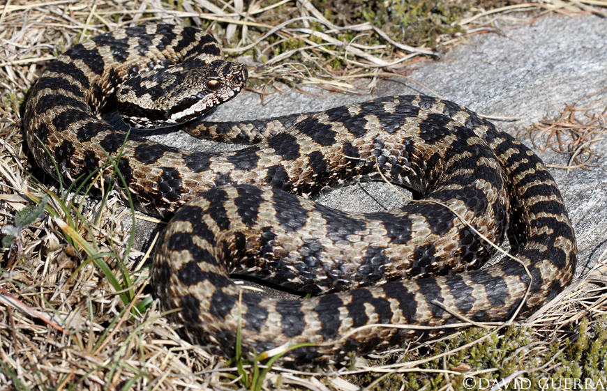 genusvipera: Vipera aspis
