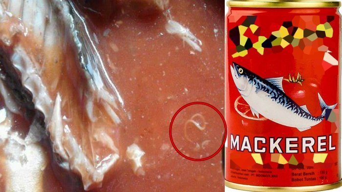 Menkes Sebut Cacing Pada Ikan Kaleng Mengandung Protein, Kepala BPOM ...