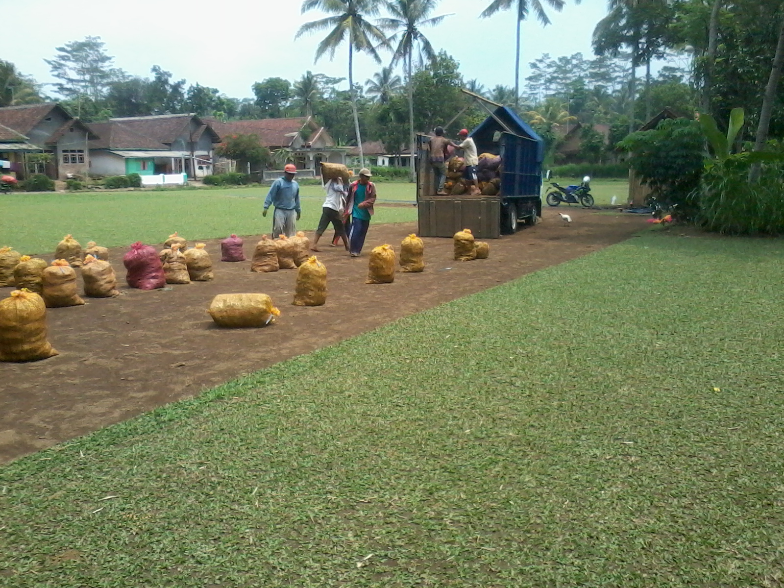 Harga rumput jepang termurah Juni Tahun 2023 ~ JUAL RUMPUT TAMAN DAN ...