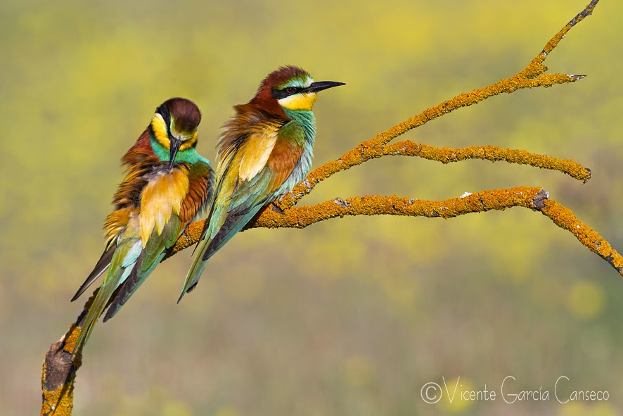Imagen y Naturaleza . Blog de Vicente García Canseco: El pájaro multicolor