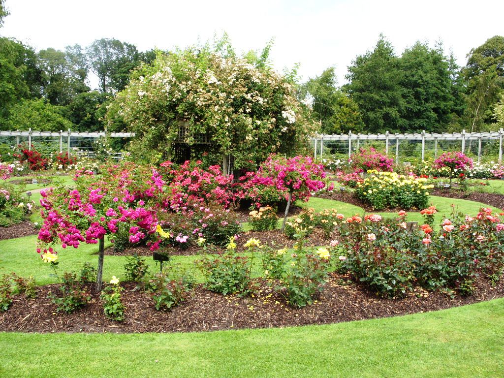 Kelli's Northern Ireland Garden: Rose Week 1 of 2