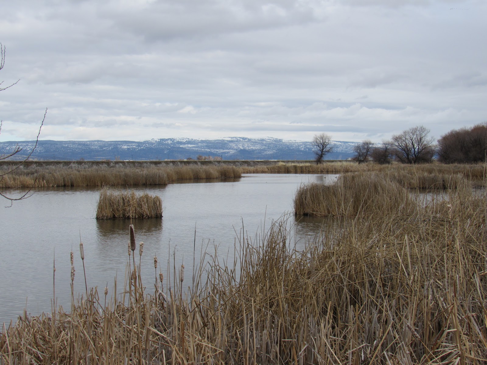 Wings and Daydreams: Discovery Marsh Trail ☼ Klamath Basin Wildlife ...
