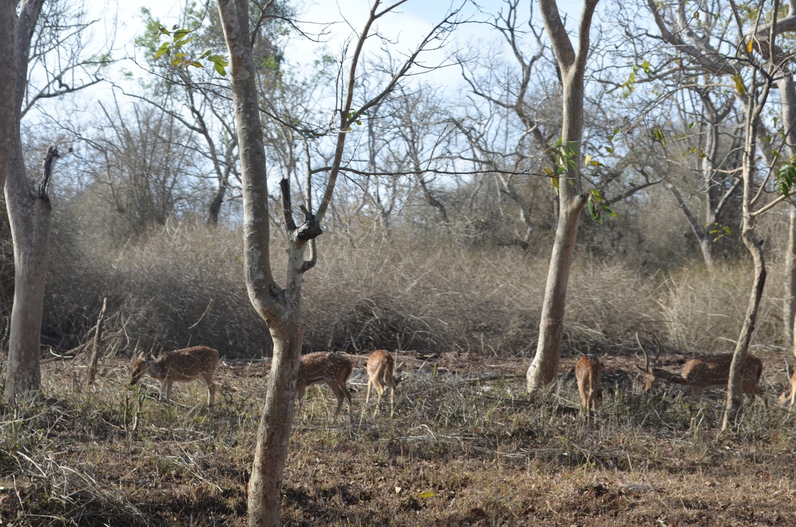 A ride into Forest : Wayanad- Muthanga - Berambadi - Bandipur ...