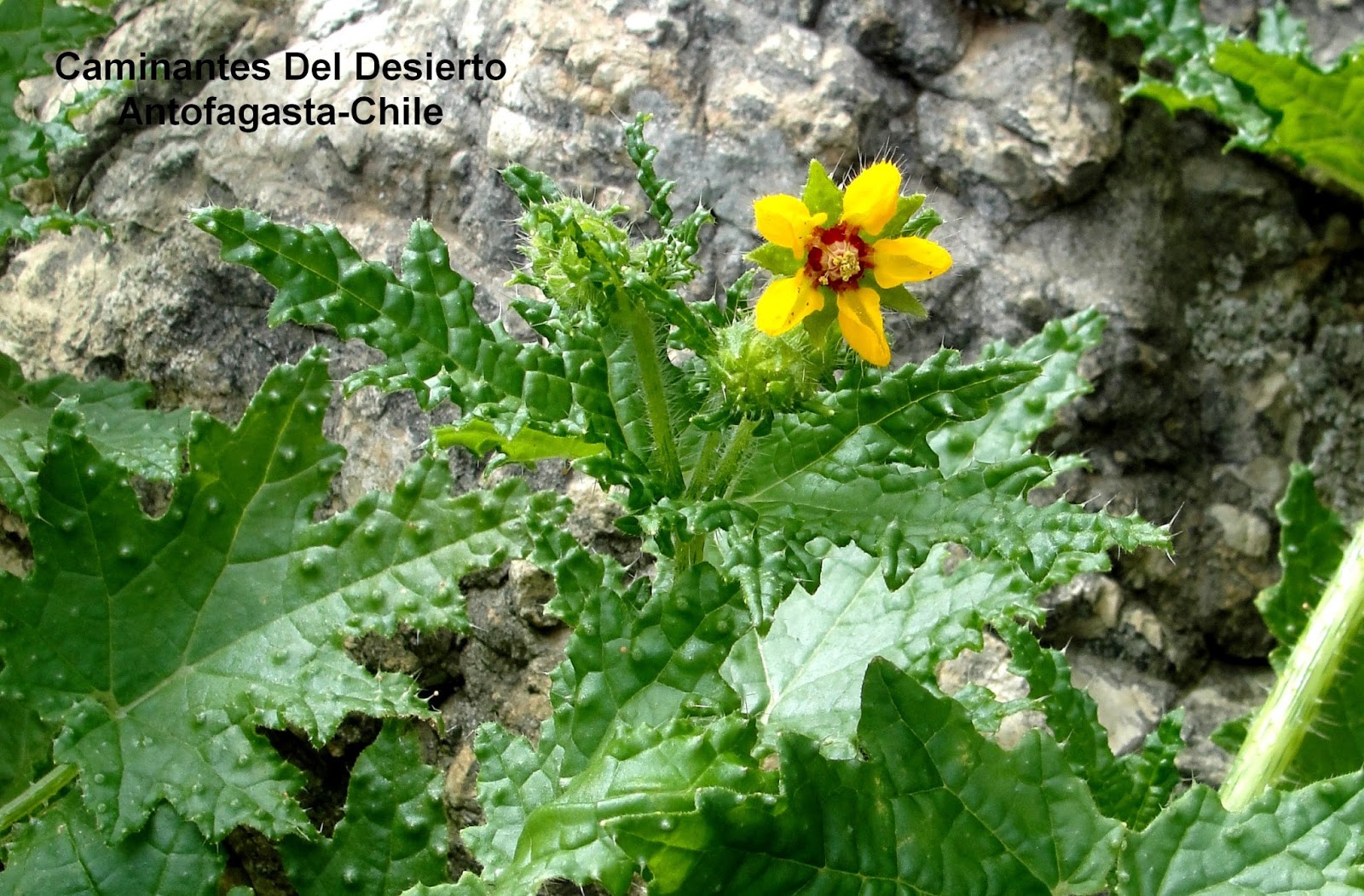 Caminantes del Desierto: FLORA DE TOCOPILLA
