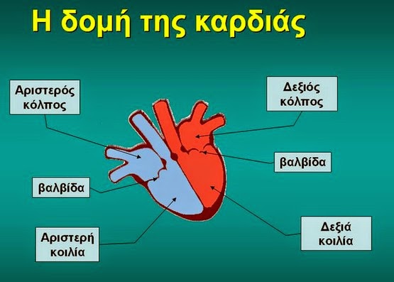 1ο Δημ. Σχολ. Αγ. Δημητρίου: Φυσική Στ΄ - (Κυκλοφορικό σύστημα) Ένας ...