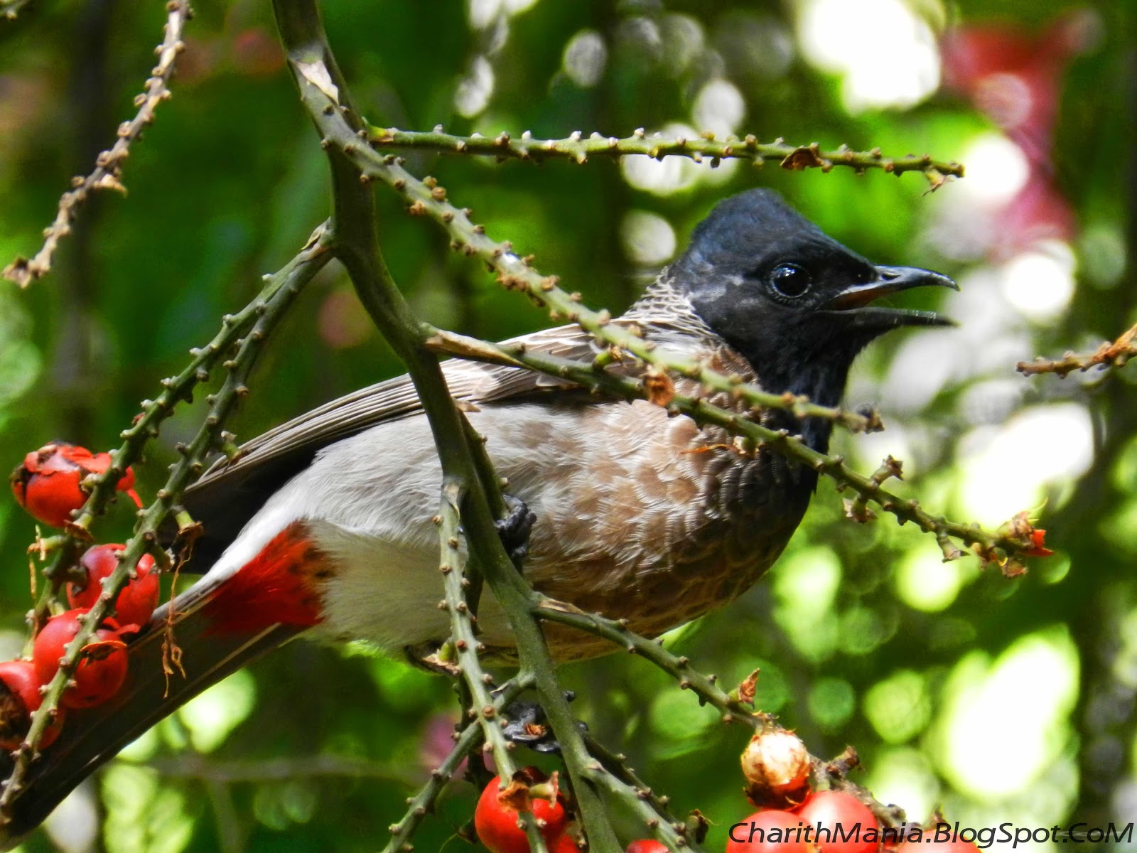 CharithMania: "Red-vented Bulbul"