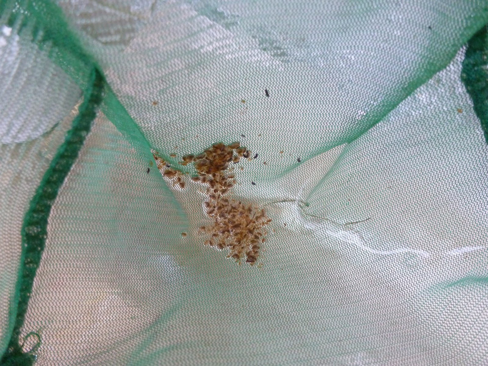 Clemmys guttata: la tortuga moteada: La pulga de agua (Daphnia sp)