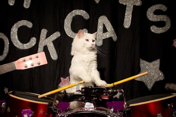 Interesting concert Rock Cats and Aero Cats (THE ACRO-CATS WITH THE ...