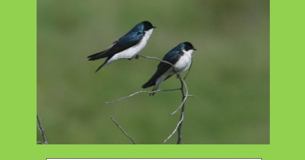 Isabella Conservation District Environmental Education Program ...