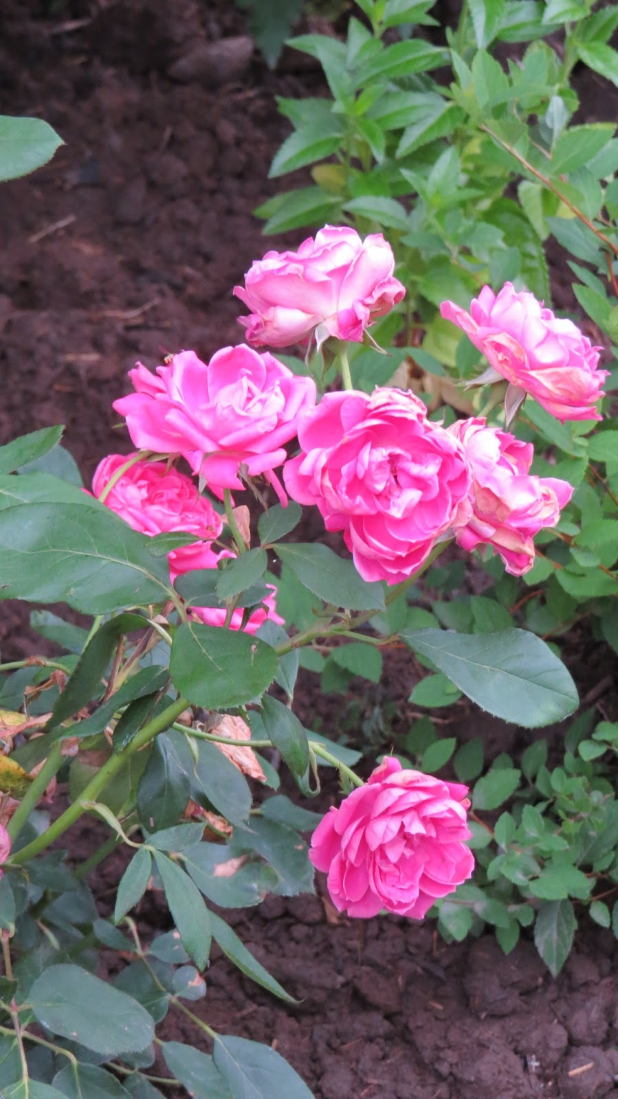 Arbor House Lane: Walk Through