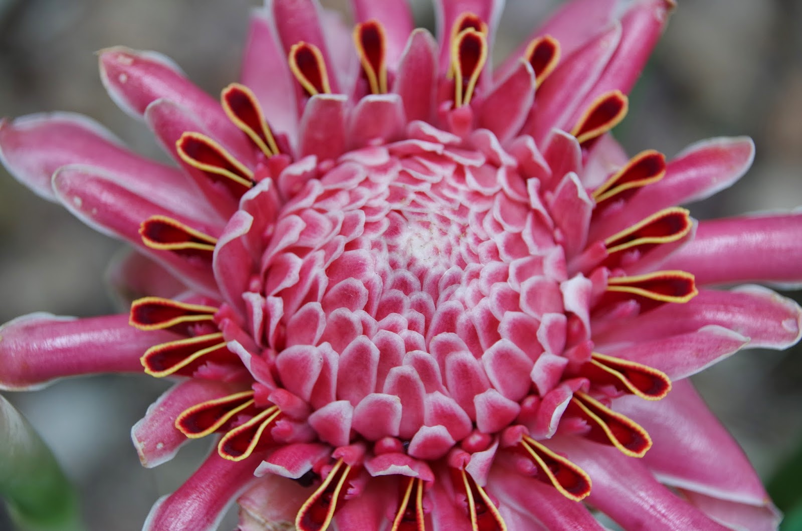 Trees and Plants: Torch Ginger (Bunga Kantan)