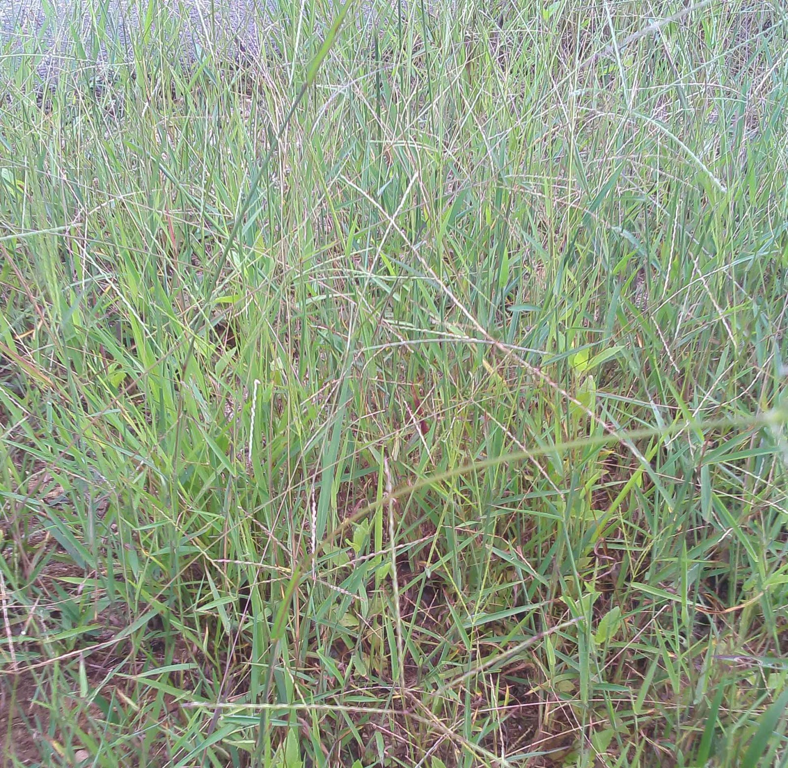 Contoh Gulma Berdaun Sempit Beserta Gambarnya