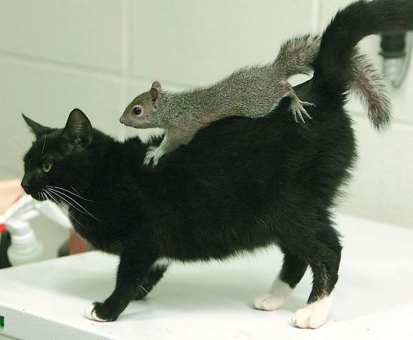 Squirrel ~ Wild Life