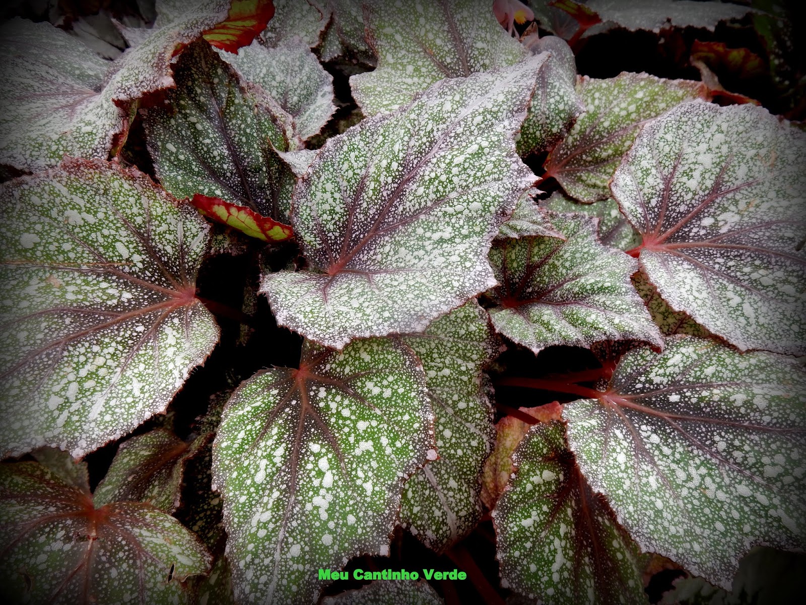 Meu Cantinho Verde: BEGONIA REX PUTZ