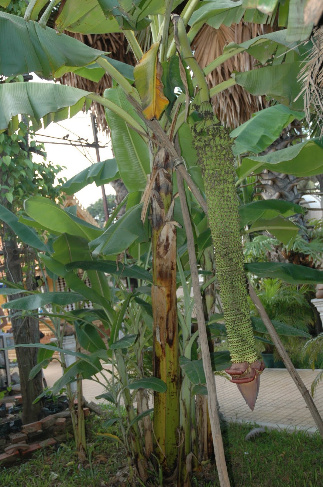 Plantain Tree Trunk