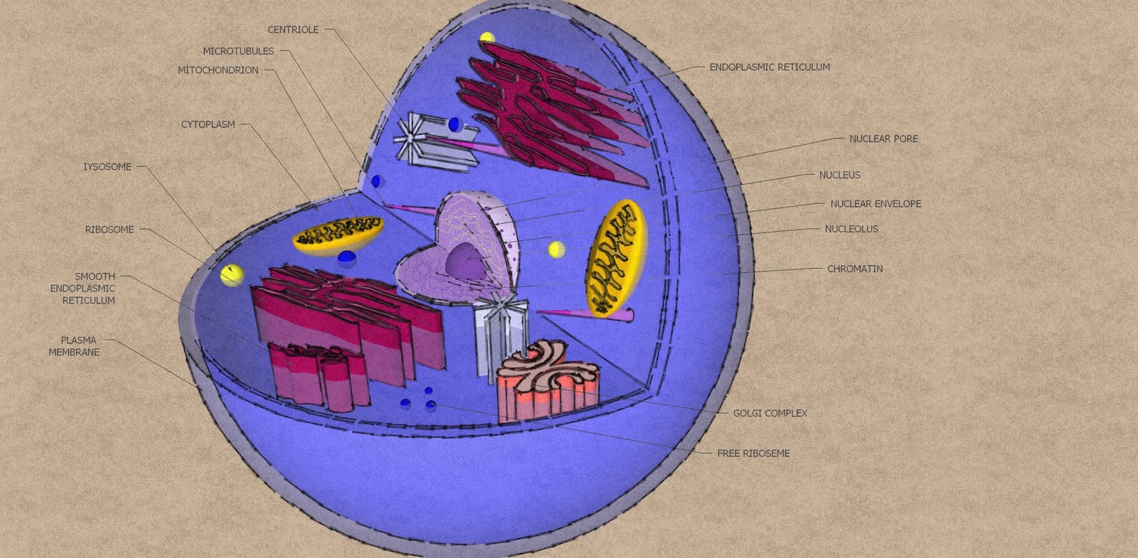 Eukaryotic Cell Structure