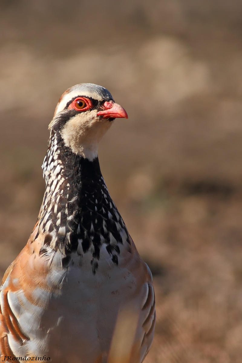 Pescador de aves: Perdiz comum