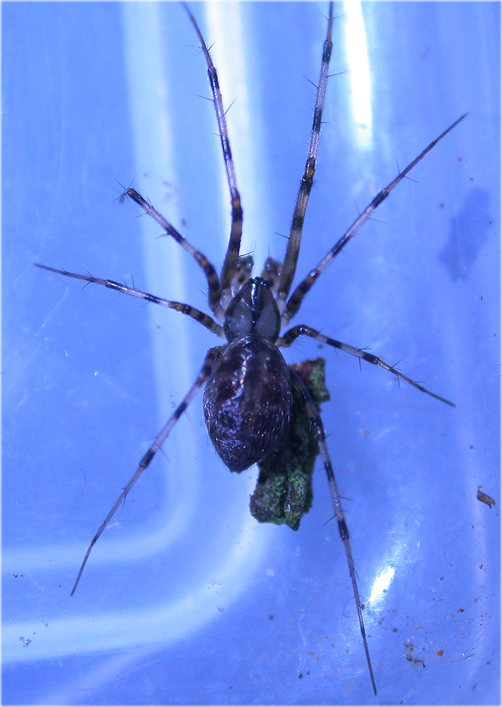 Arachnerds: Money Spiders - Linyphiidae